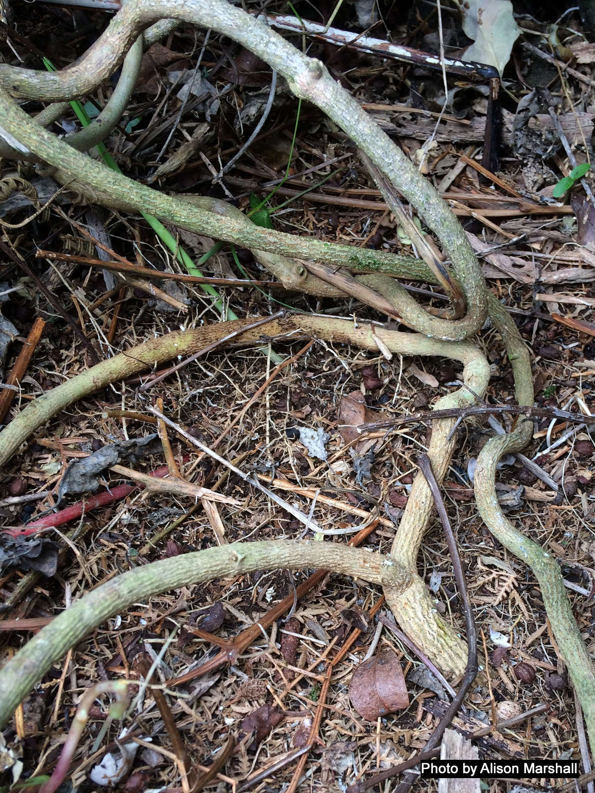 Phil Bendle Collection:Araujia hortorum (Moth plant) - CitSciHub