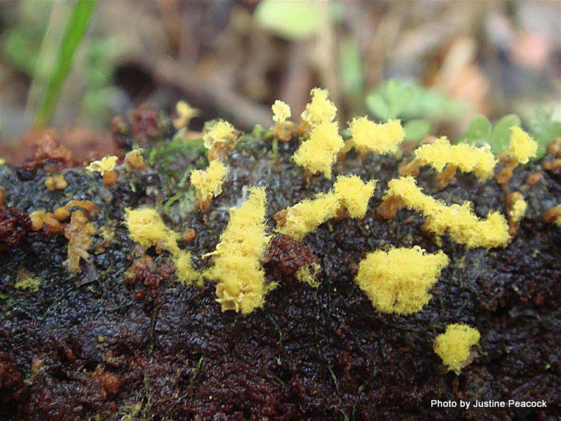 Phil Bendle Collection:Mould (Slime) Trichia genus - CitSciHub