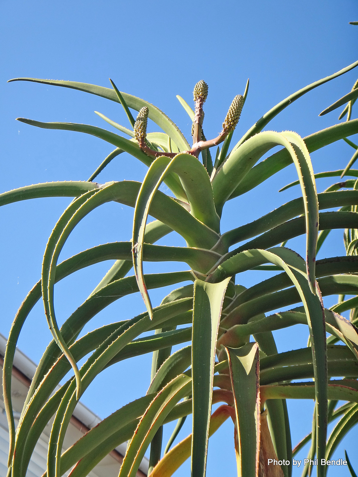 Phil Bendle Collection:Aloidendron barberae (Tree aloe) - CitSciHub