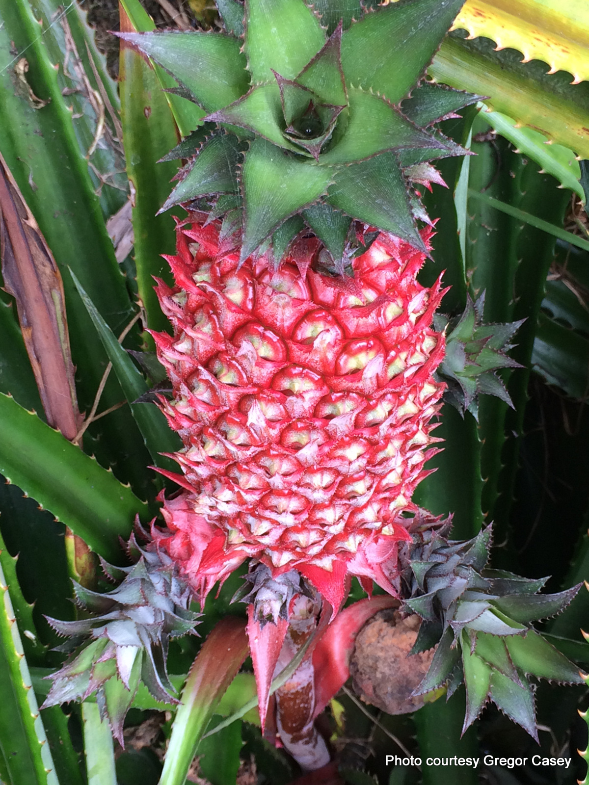 Phil Bendle Collection:Ananas bracteatus (Red pineapple) - CitSciHub