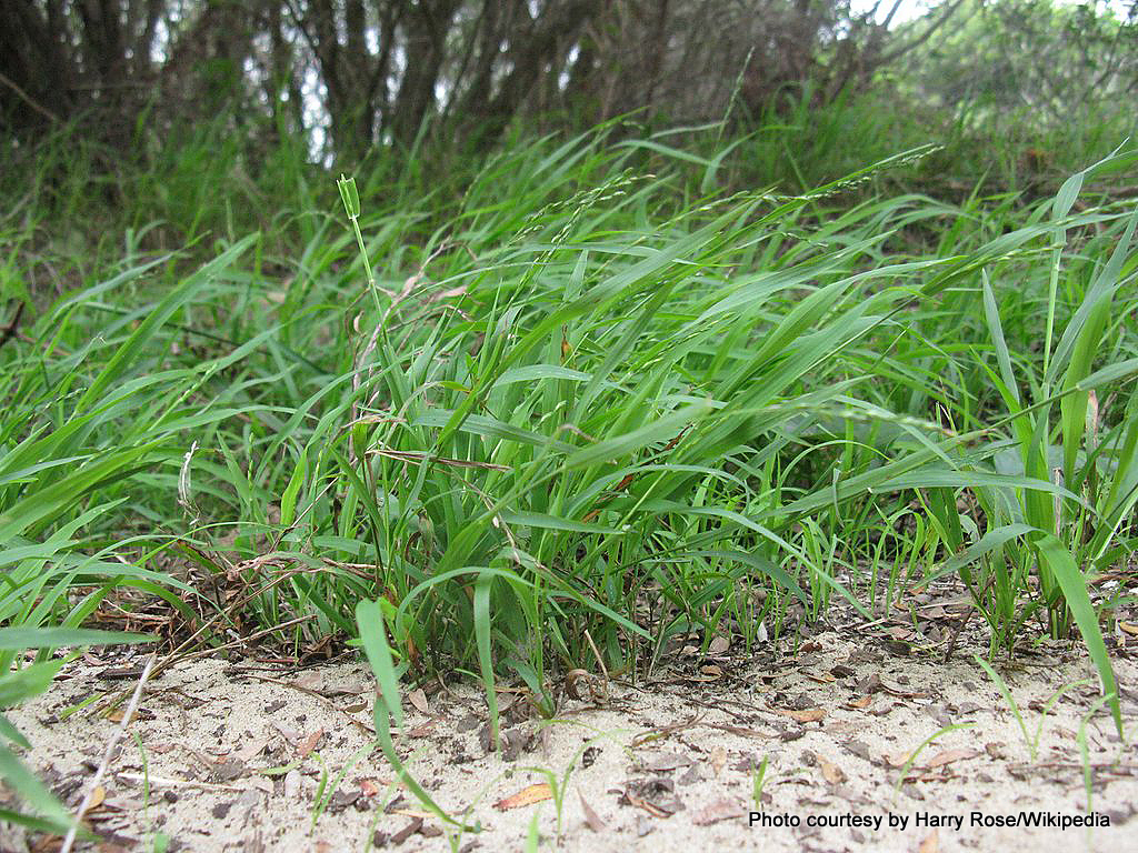 Phil Bendle Collection:Ehrharta erecta (Panic Veldt grass) - CitSciHub
