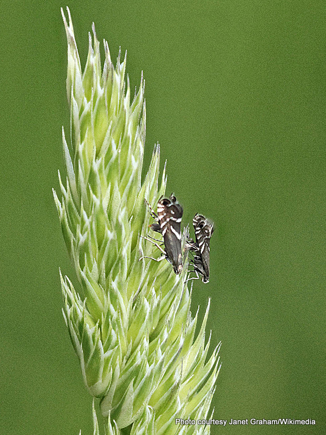 Phil Bendle Collection:Glyphipterix simpliciella (Cocksfoot moth ...