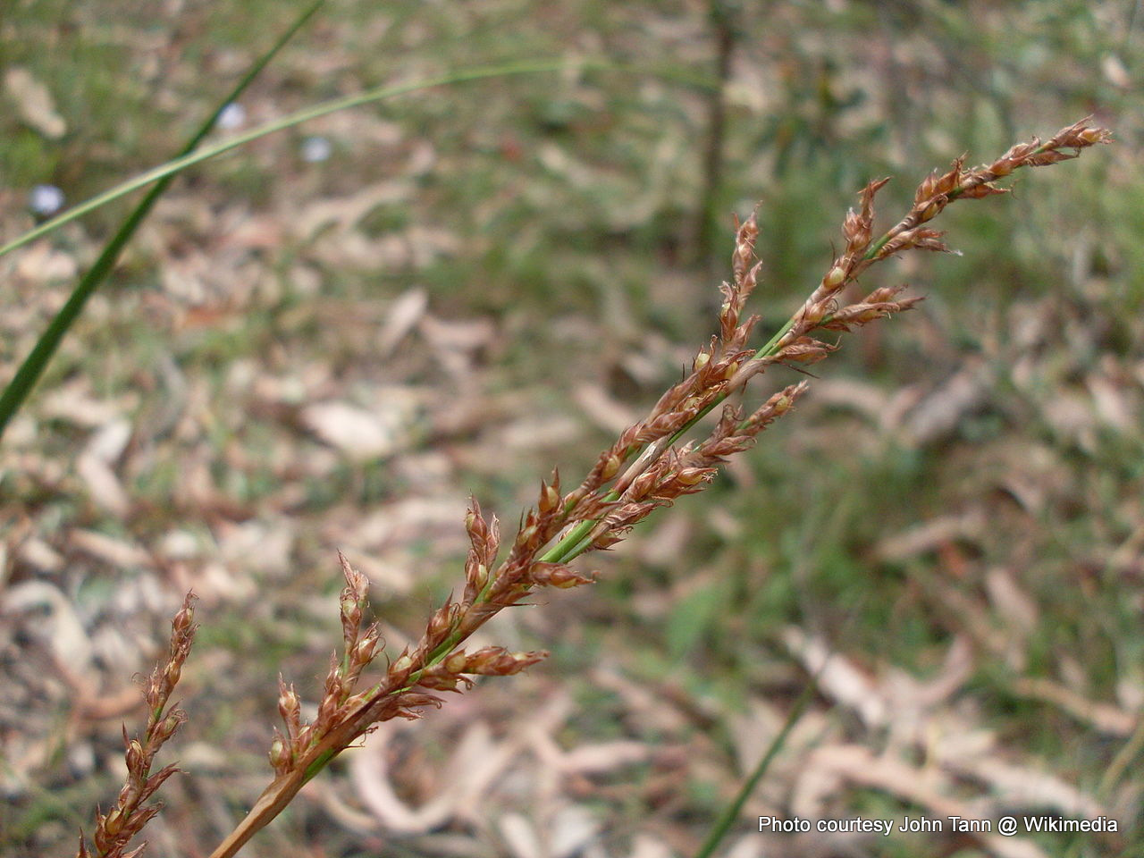 Phil Bendle Collection:Lepidosperma laterale (Sword sedge) Native ...