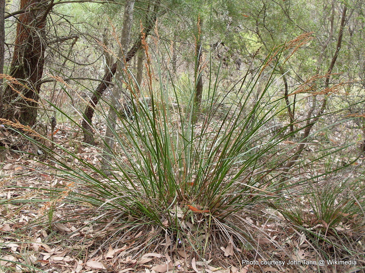 Phil Bendle Collection:Lepidosperma laterale (Sword sedge) Native ...