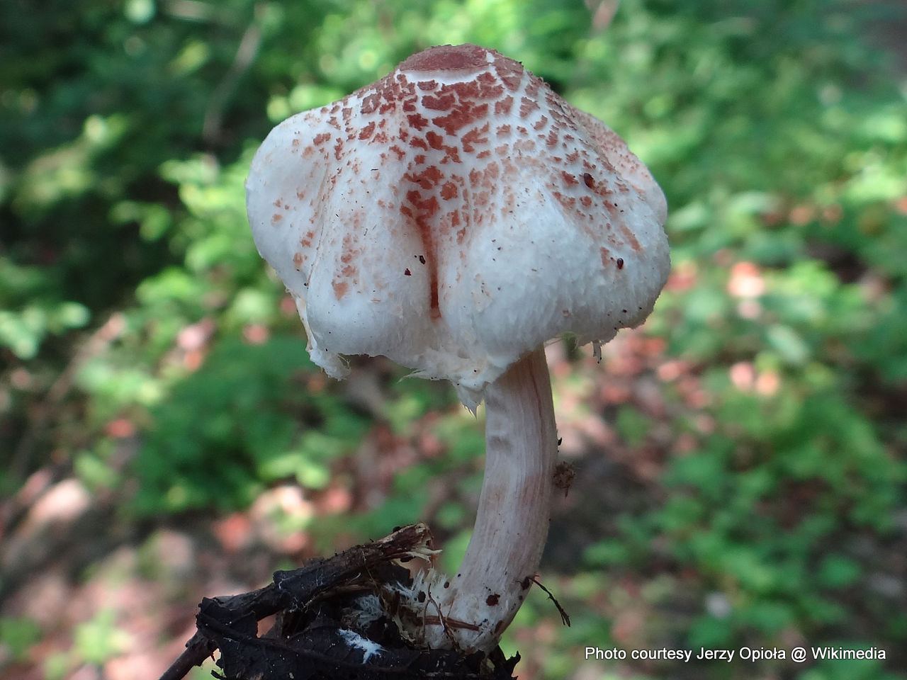 Phil Bendle Collection:Lepiota cristata (Stinking parasol) - CitSciHub