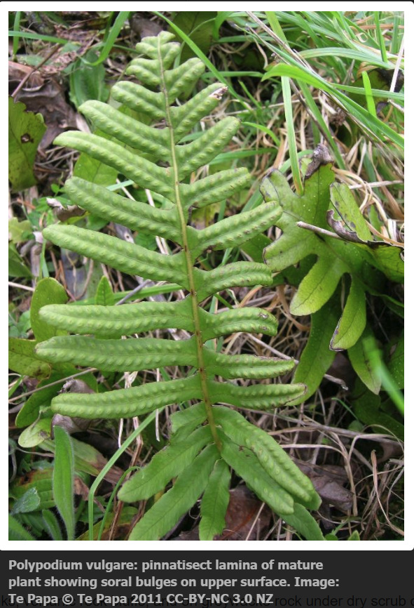 Phil Bendle Collection:Polypodium vulgare (Polypody) - CitSciHub
