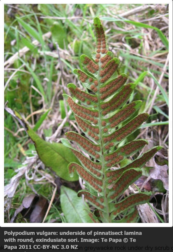 Phil Bendle Collection:Polypodium vulgare (Polypody) - CitSciHub