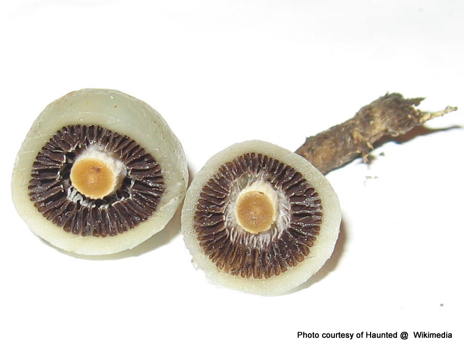 Phil Bendle Collection:Psilocybe weraroa (Globose pouch) - CitSciHub