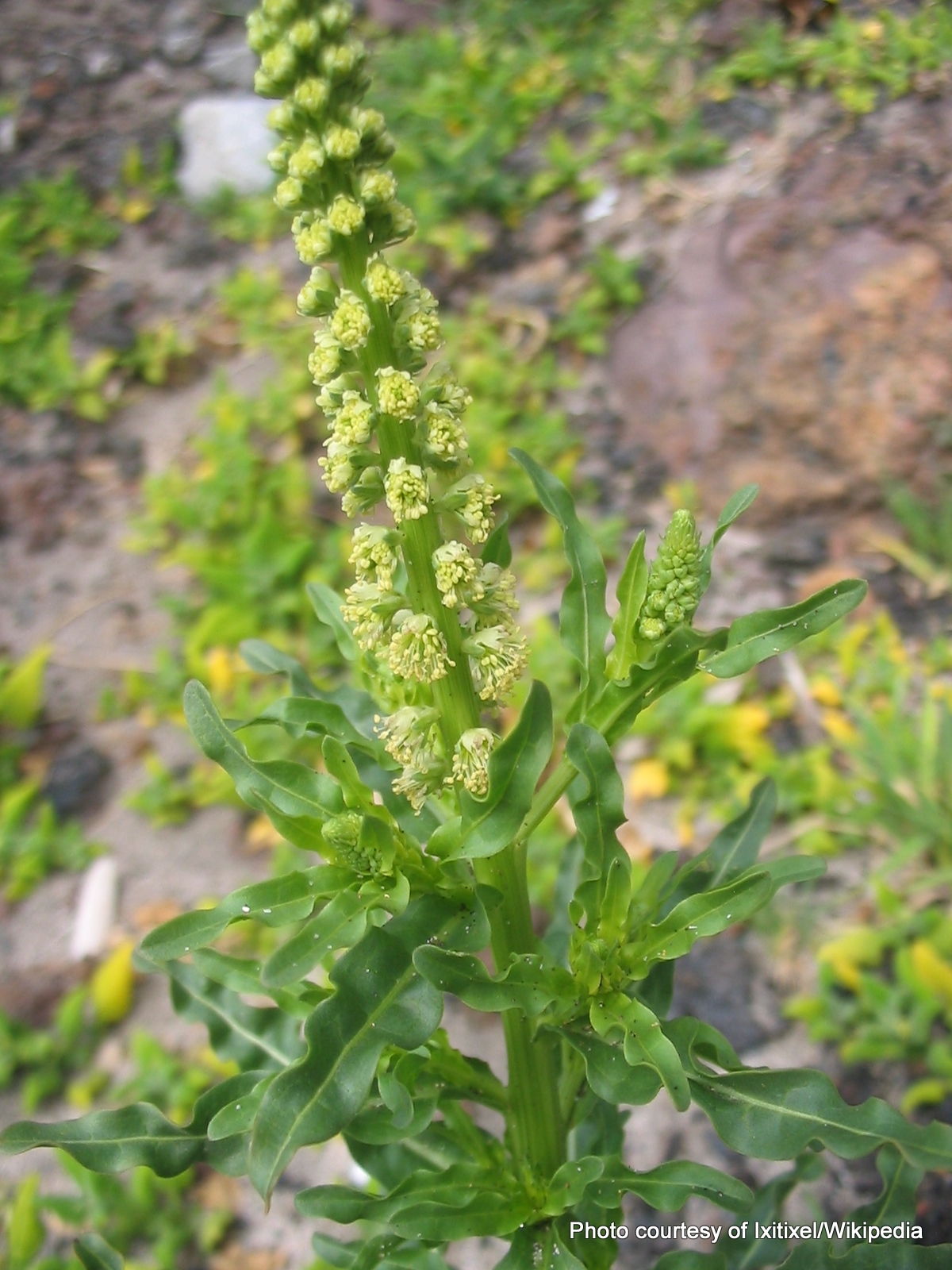 Phil Bendle Collection:Reseda luteola (Wild mignonette) - CitSciHub