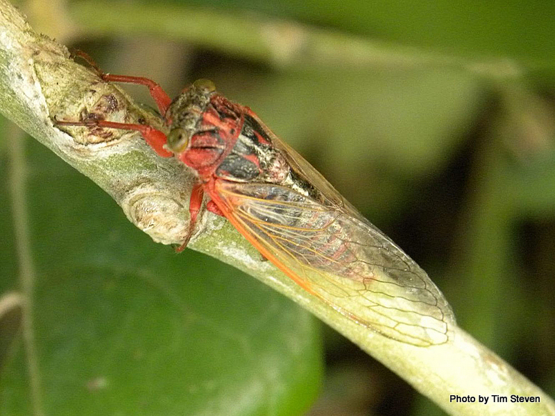 Phil Bendle Collection:Cicada (Sand Dune Redtail Cicada) Rhodopsalta ...