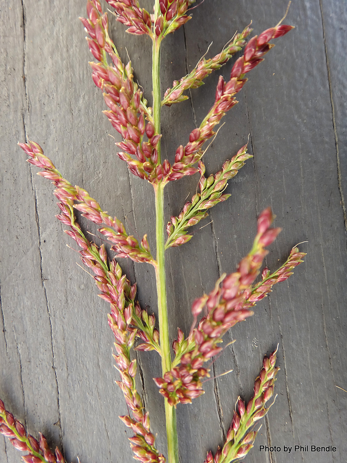 Phil Bendle Collection:Setaria palmifolia (Palmgrass) - CitSciHub
