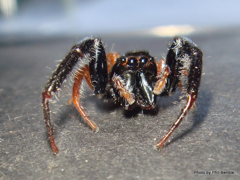 Phil Bendle Collection:Jumping spider (Trite planiceps) Black Headed ...