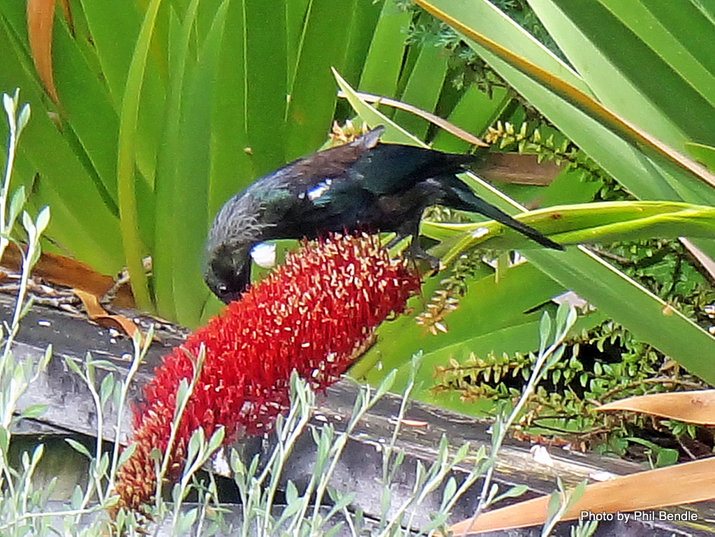 Phil Bendle Collection:Xeronema callistemon (Poor Knights lily) - CitSciHub