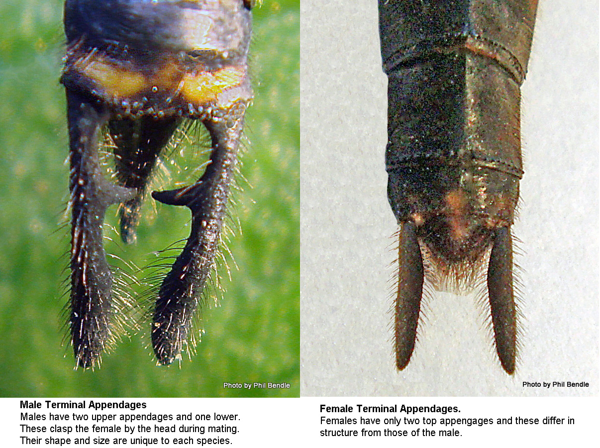Phil Bendle Collection:Dragonfly (Yellow spotted) Procordulia grayi ...