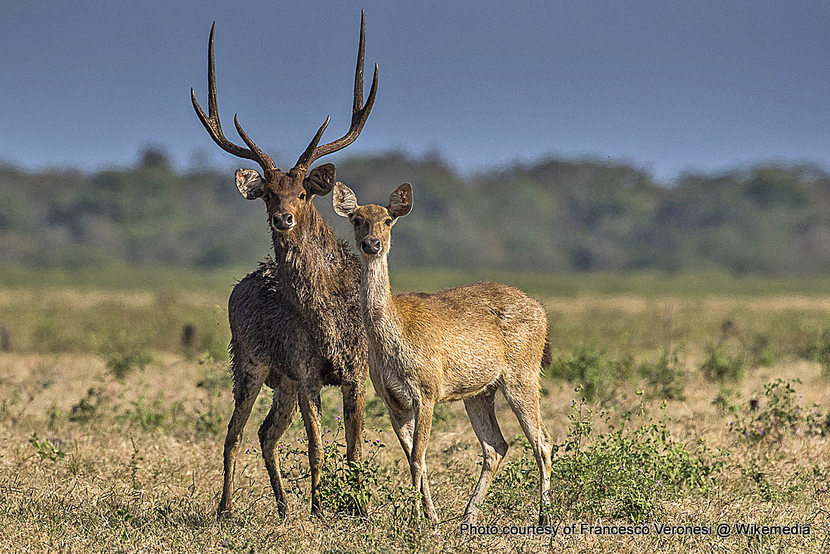 Phil Bendle Collection:Deer (Rusa) Rusa timorensis - CitSciHub