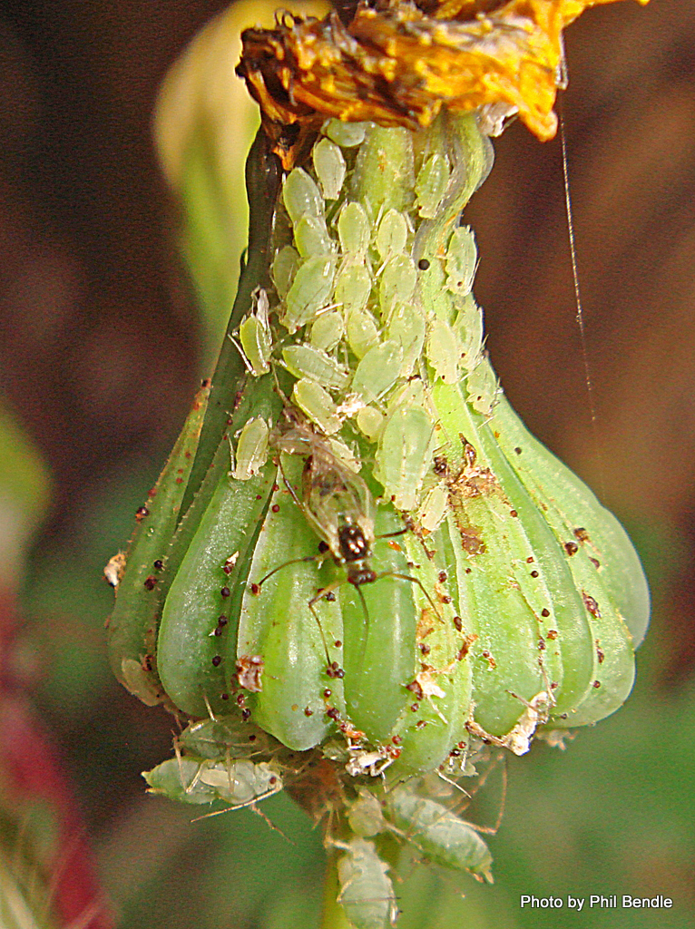 Phil Bendle Collection:Aphids (Family Aphididae) - CitSciHub
