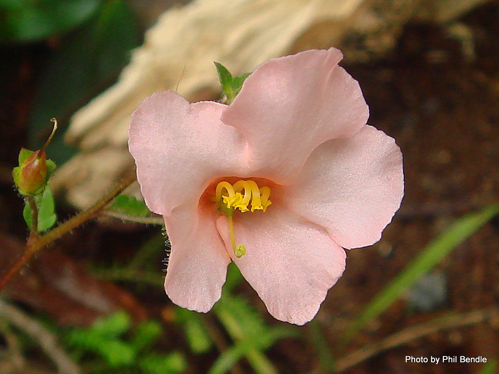 Phil Bendle Collection:Alonsoa meridionalis (Mask Flower) - CitSciHub