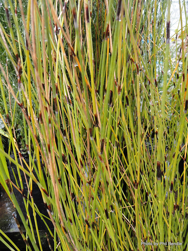Phil Bendle Collection:Apodasmia similis (Jointed Wire Rush) Native ...