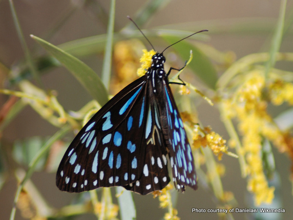 Phil Bendle Collection:Blue Tiger butterfly (Tirumala hamata hamata ...