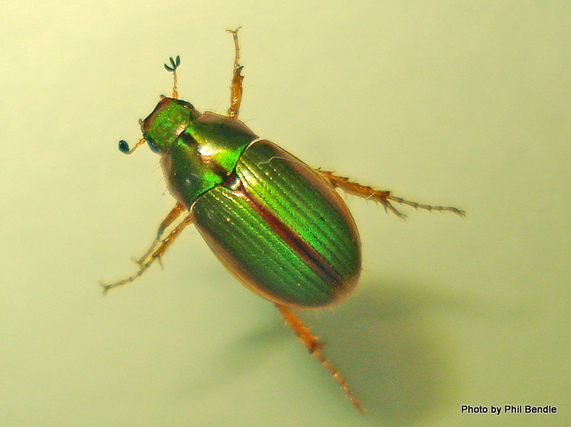 Phil Bendle Collection:Beetle (Chafer) (Manuka) Pyronota festiva ...