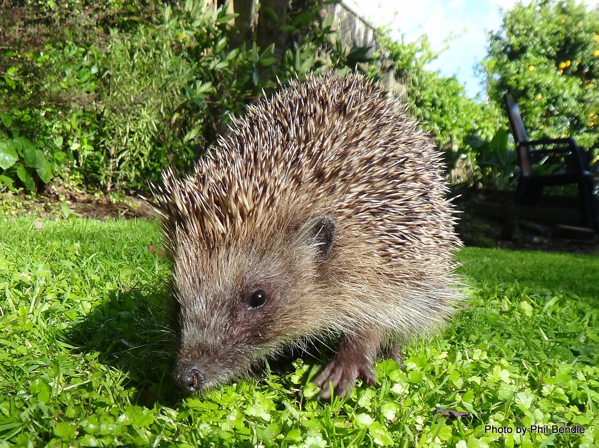 Phil Bendle Collection Hedgehog Brown Erinaceus Europaeus Ssp
