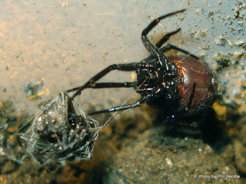 Phil Bendle Collection:False widow spider (Steatoda capensis) - CitSciHub