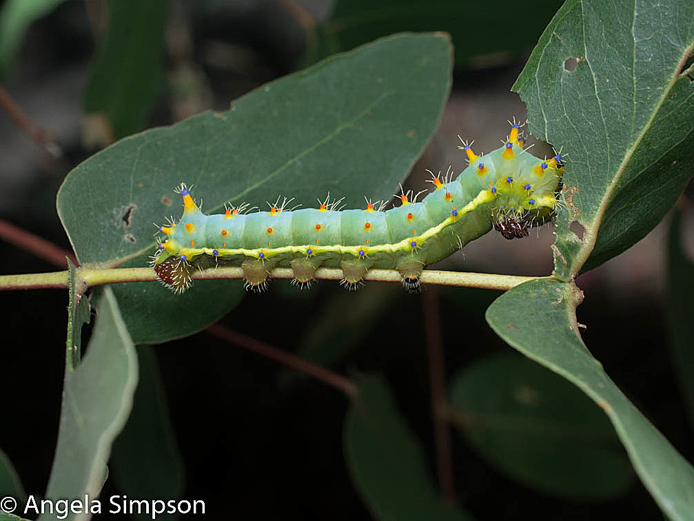 Phil Bendle Collection:Opodiphthera eucalypti (Gum emperor moth ...