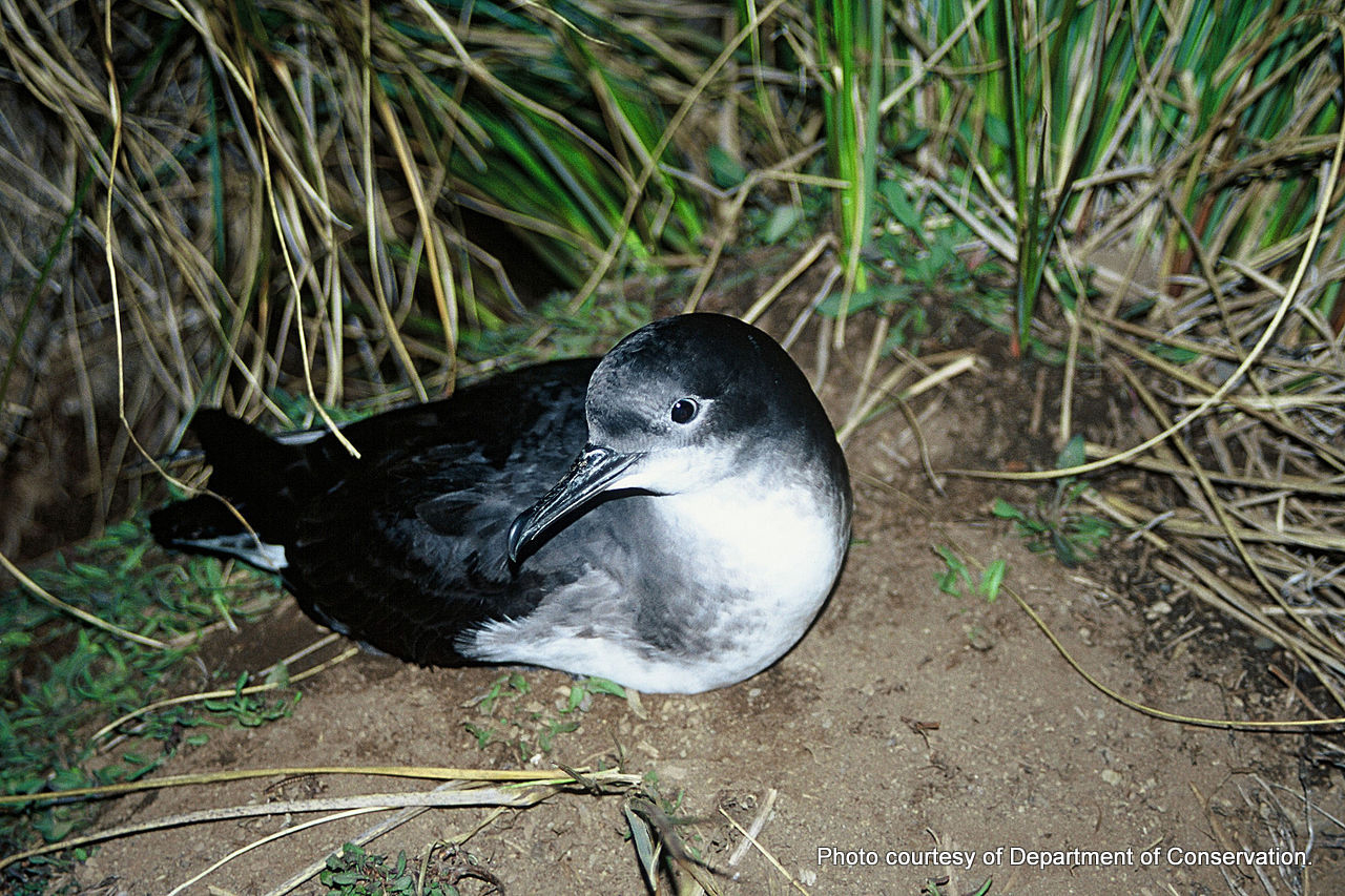 Phil Bendle Collection:Shearwater (Hutton s shearwater) Puffinus ...