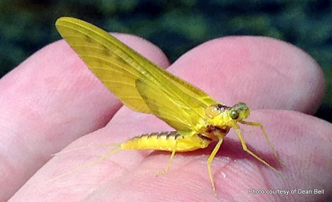 Phil Bendle Collection:Mayfly (Ameletopsis perscitus) Yellow dun ...