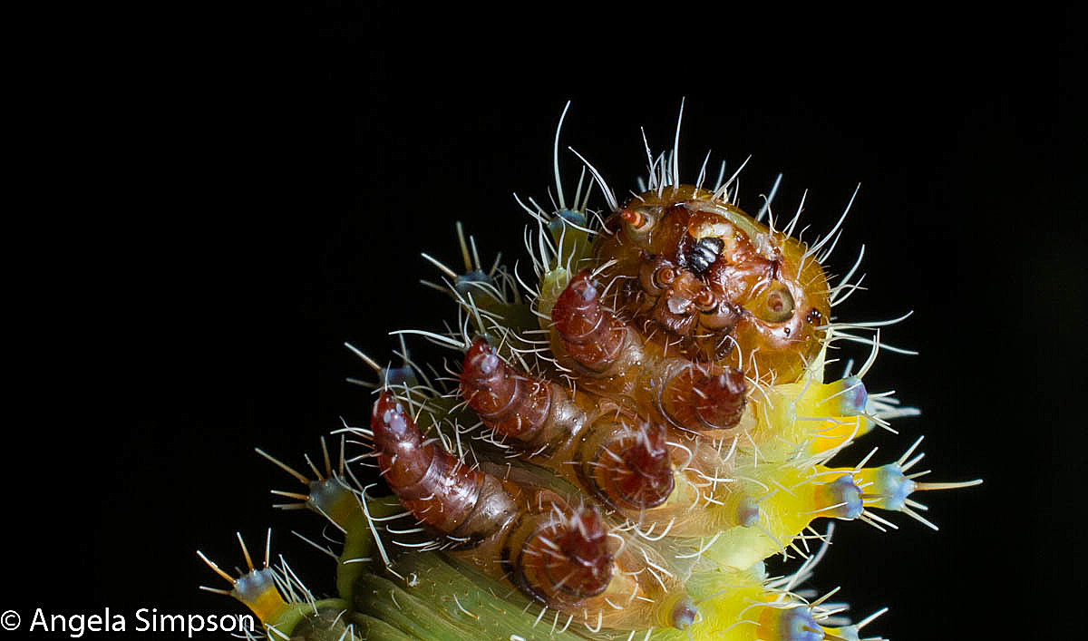 Phil Bendle Collection:Opodiphthera eucalypti (Gum emperor moth) - CitSciHub