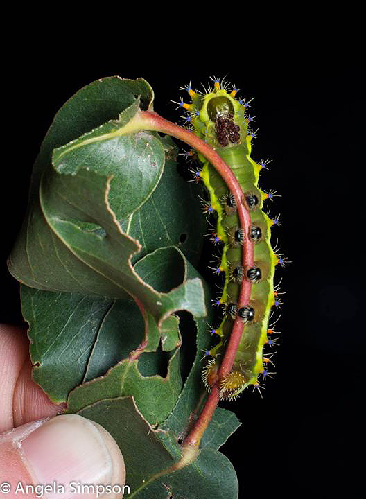 Phil Bendle Collection:Opodiphthera eucalypti (Gum emperor moth) - CitSciHub