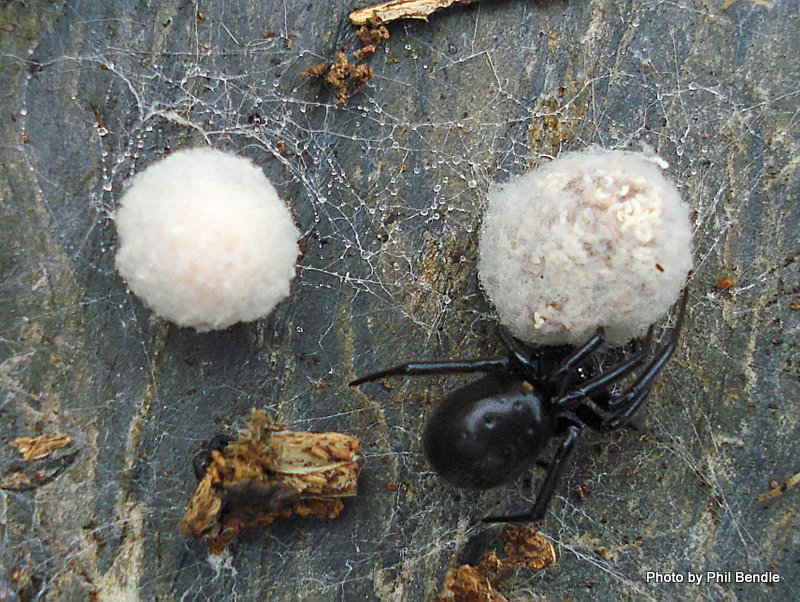 Phil Bendle Collection:False widow spider (Steatoda capensis) - CitSciHub