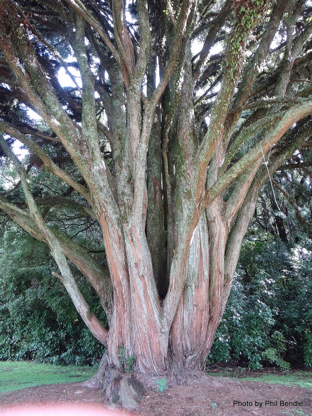 Phil Bendle Collection:Podocarpus totara (Lowland totara) - CitSciHub