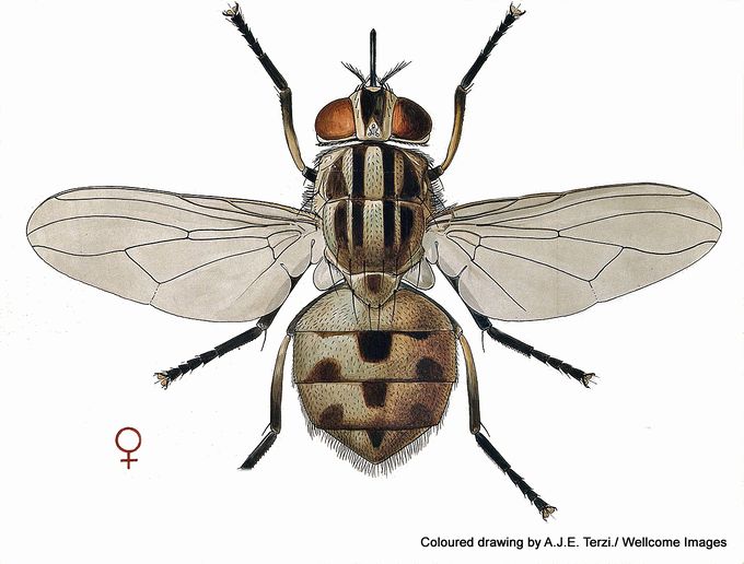 Stomoxys Calcitrans Life Cycle