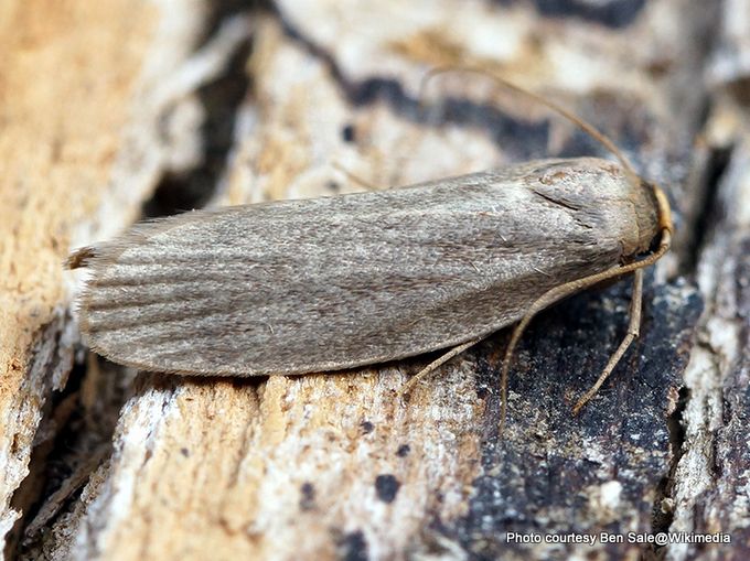 Phil Bendle Collection:Achroia grisella (Lesser wax moth) - CitSciHub