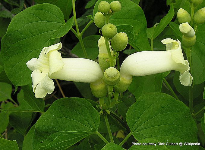 Phil Bendle Collection:Pithecoctenium crucigerum (Monkey s comb ...