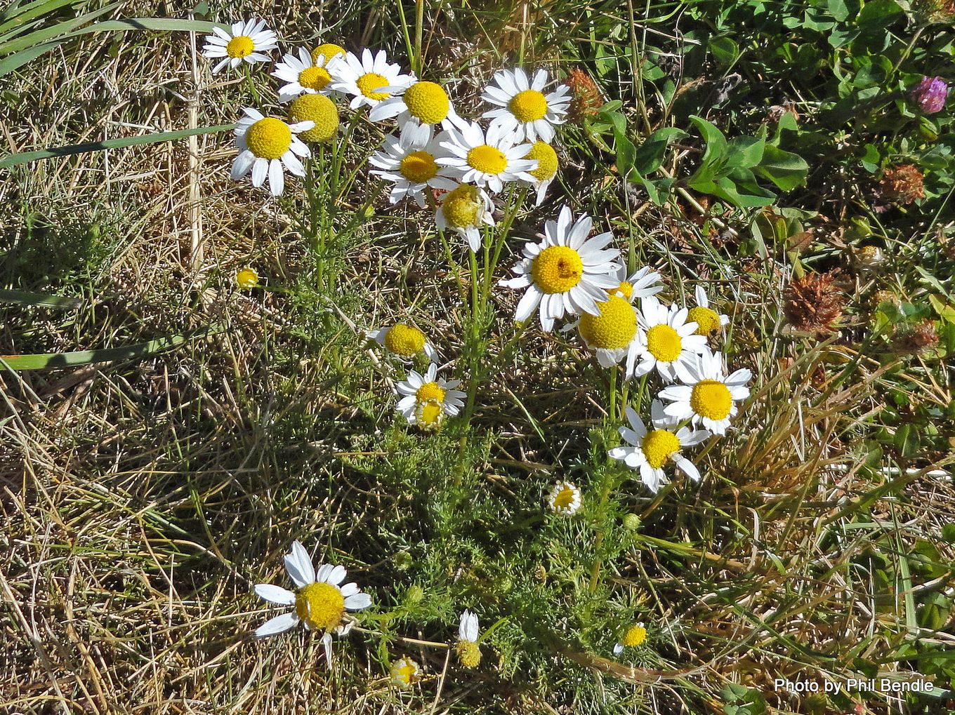 Phil Bendle Collection:Anthemis arvensis (Mayweed) Corn chamomile ...