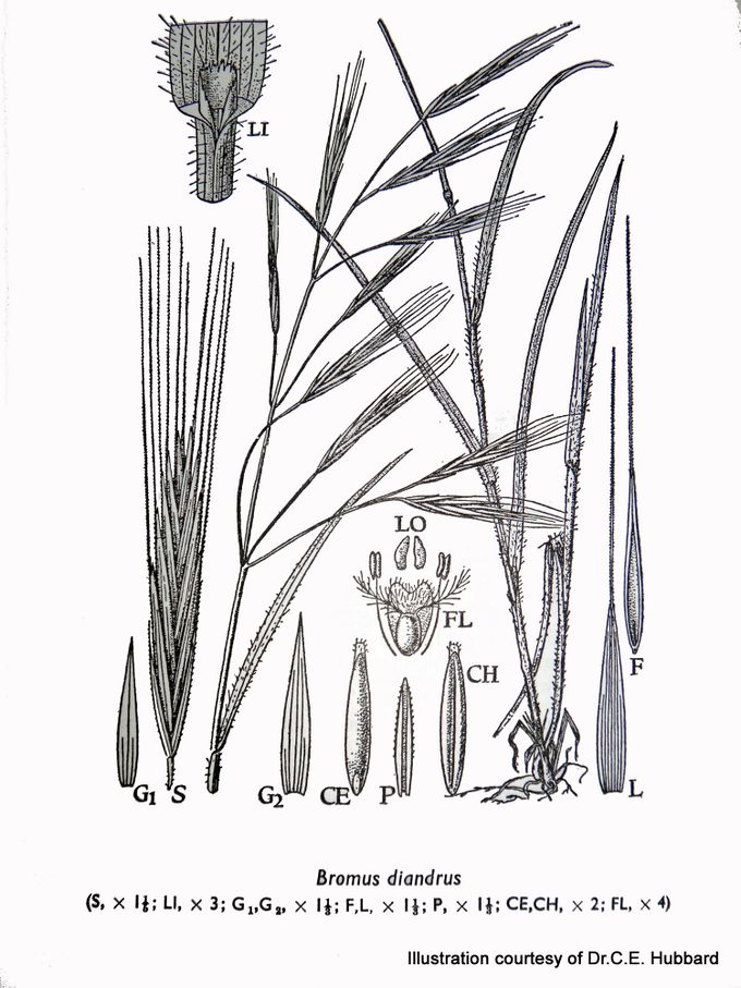 Phil Bendle Collection:Bromus diandrus (Ripgut brome) - CitSciHub