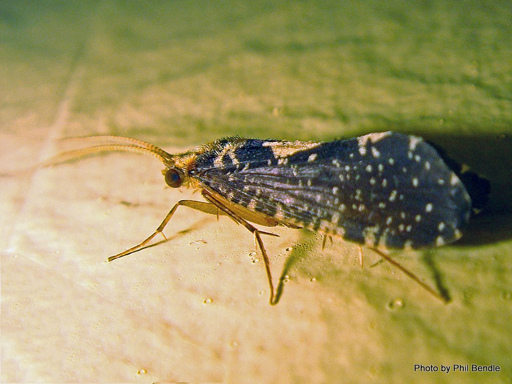 Phil Bendle Collection:Caddisfly (Net-spinning) Genus Polyplectropus ...