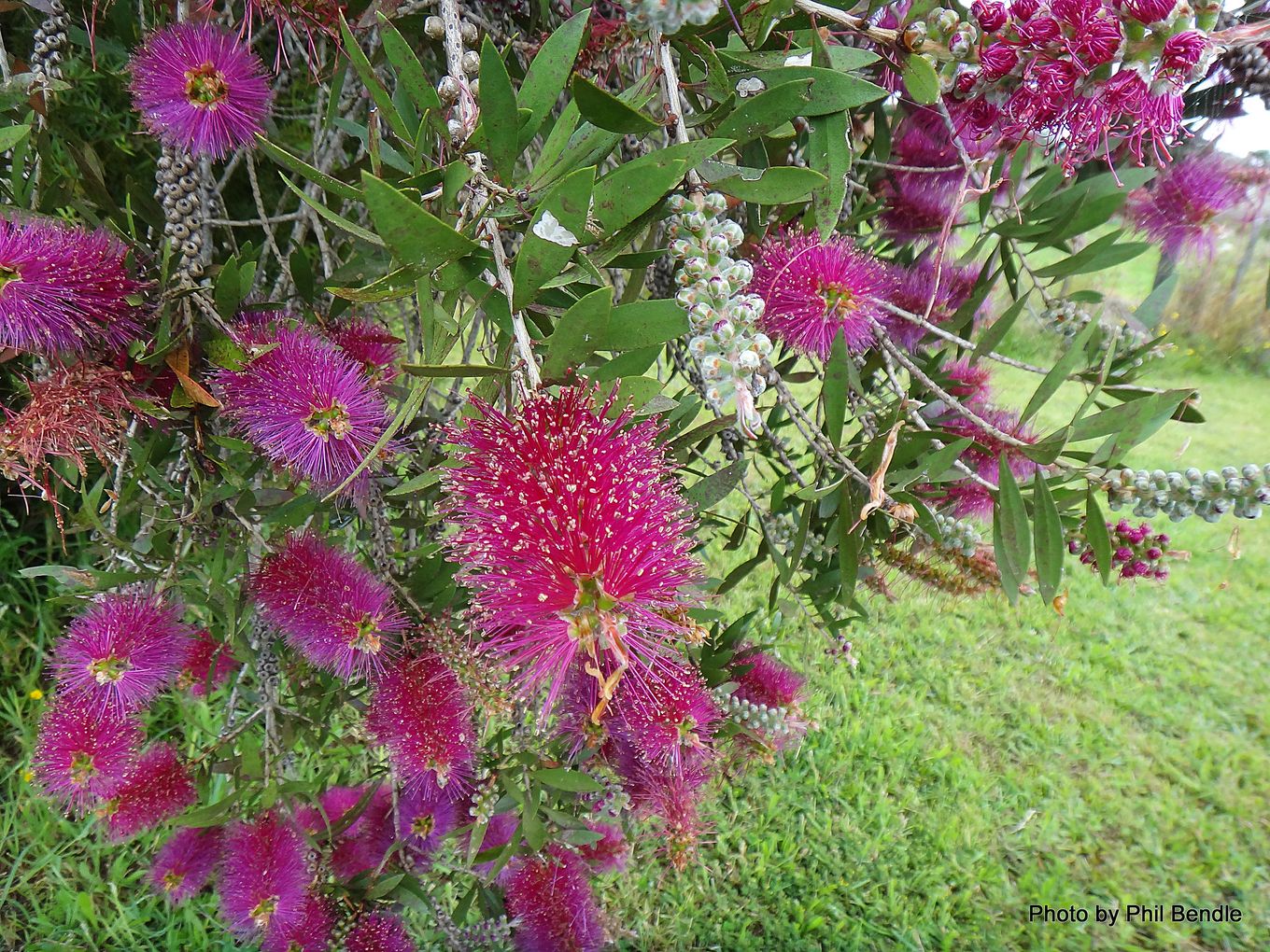 Phil Bendle Collection:Callistemon lilacinus x citrinus Endeavour ...