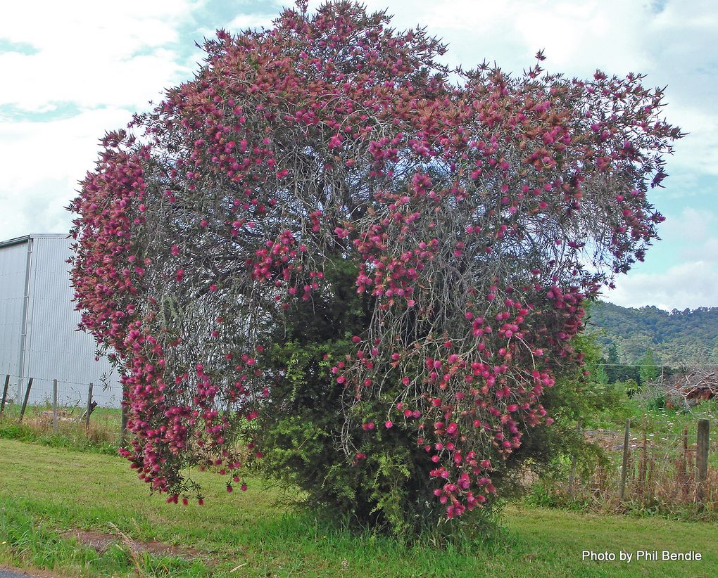 Phil Bendle Collection:Callistemon lilacinus x citrinus Endeavour ...