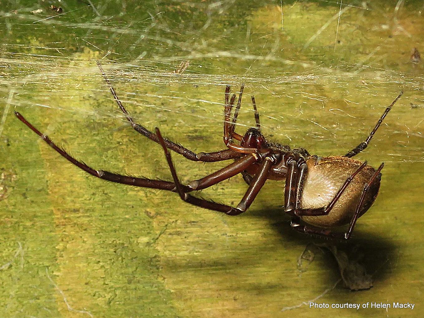 Phil Bendle Collection:Sheetweb spider (Cambridgea foliata) - CitSciHub