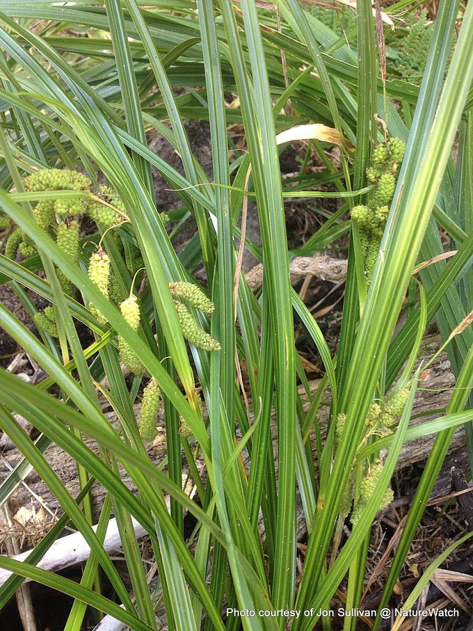 Phil Bendle Collection:Carex geminata (Wetland cutty grass) Native ...