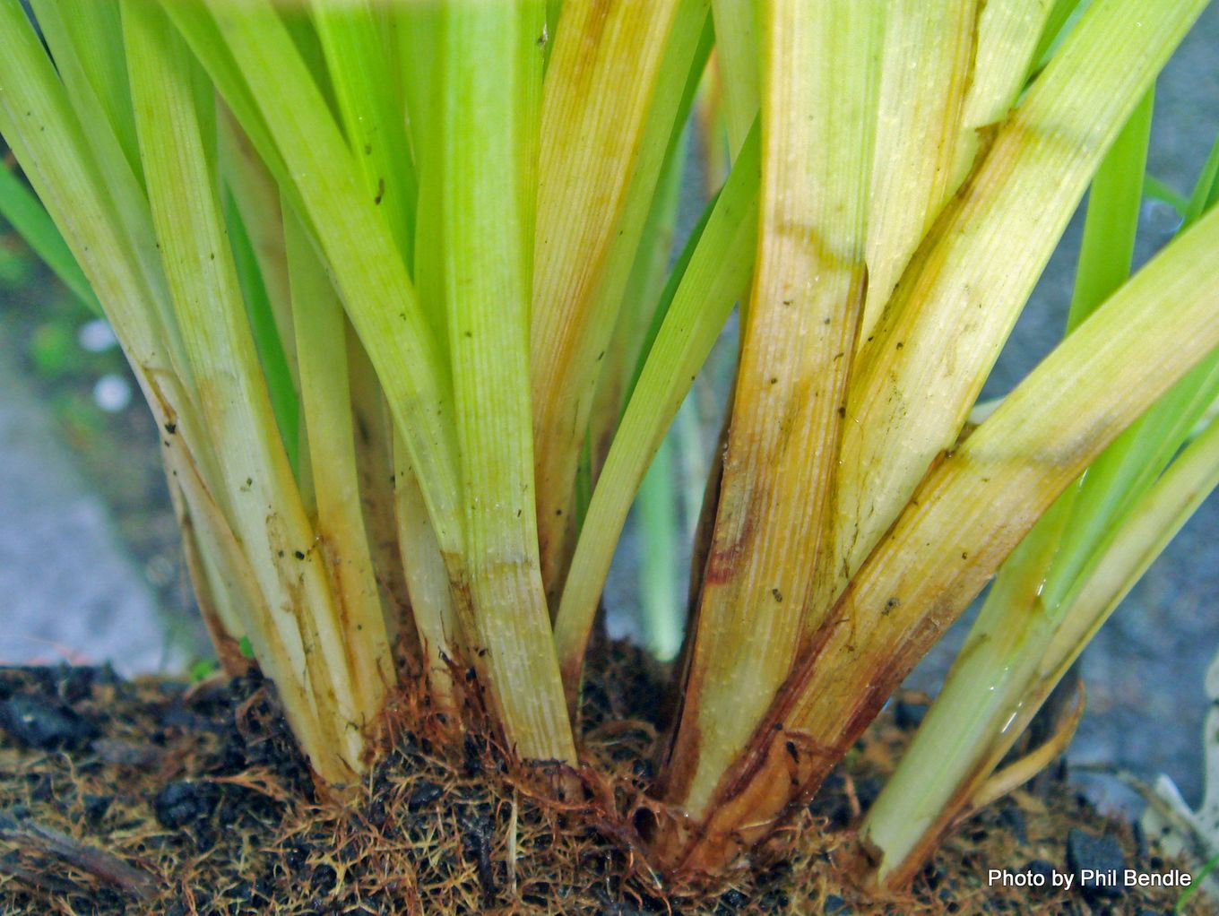 Phil Bendle Collection:Carex trifida (Mutton­bird Sedge) Native - CitSciHub