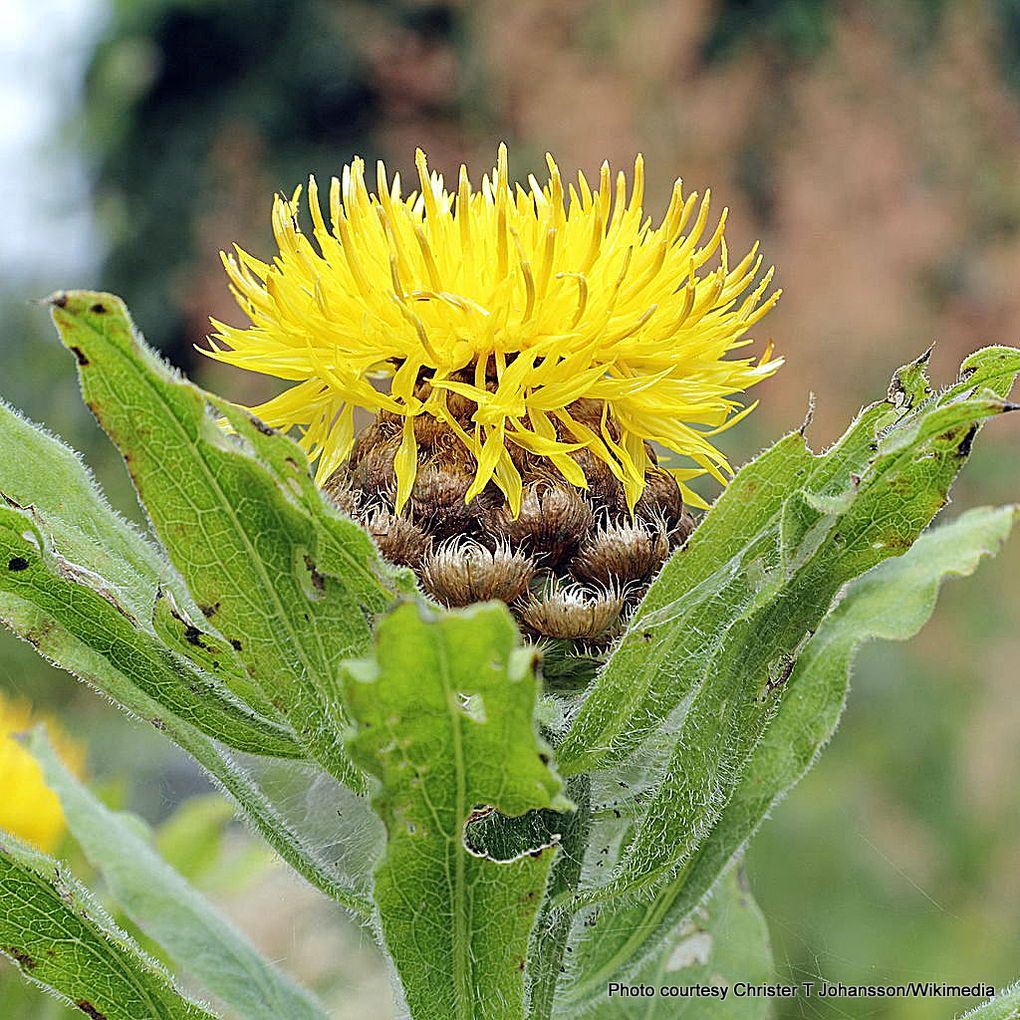 Phil Bendle Collection:Centaurea macrocephala (Giant knapweed) - CitSciHub