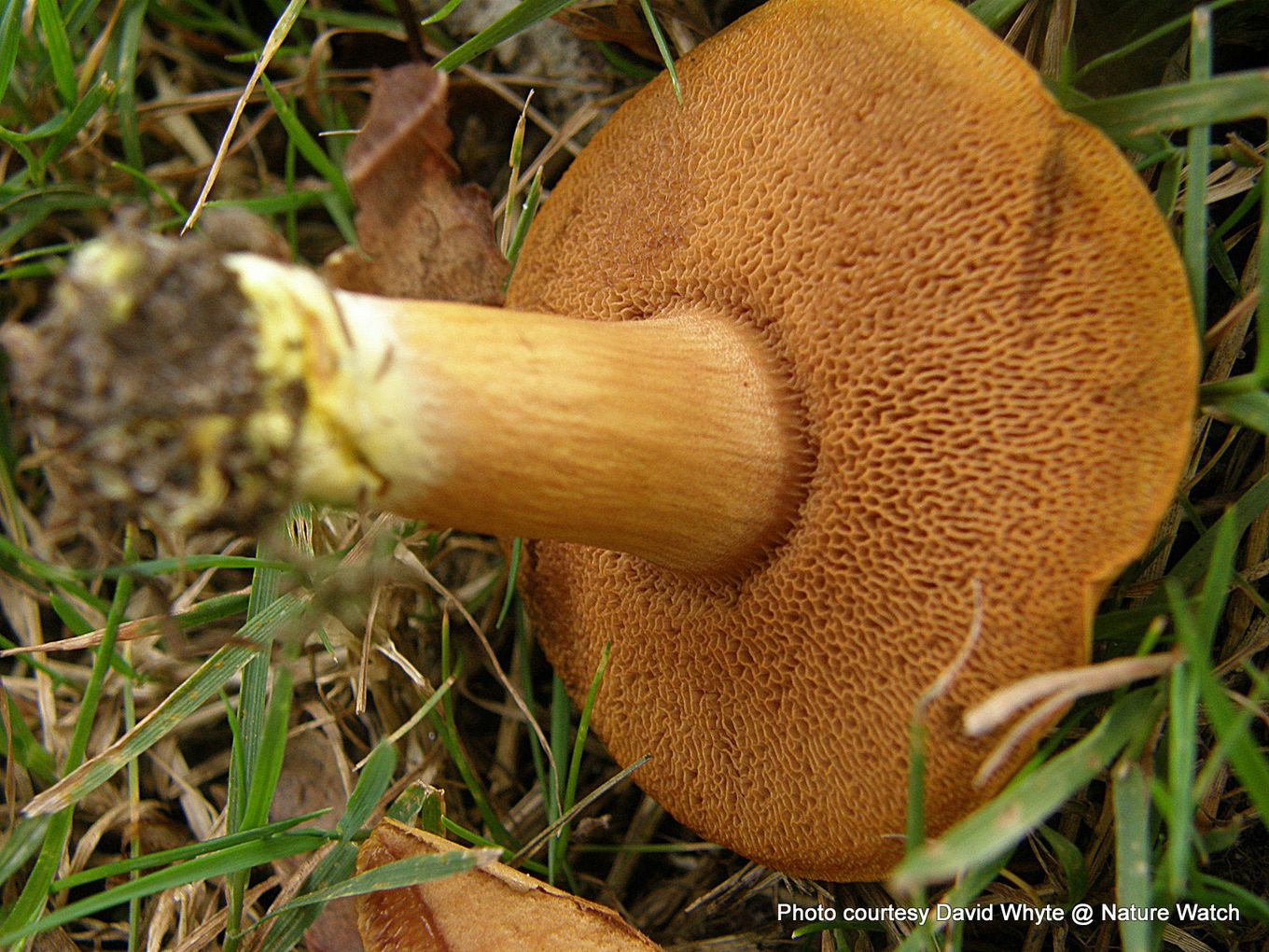 Phil Bendle Collection:Chalciporus piperatus (Peppery bolete) - CitSciHub