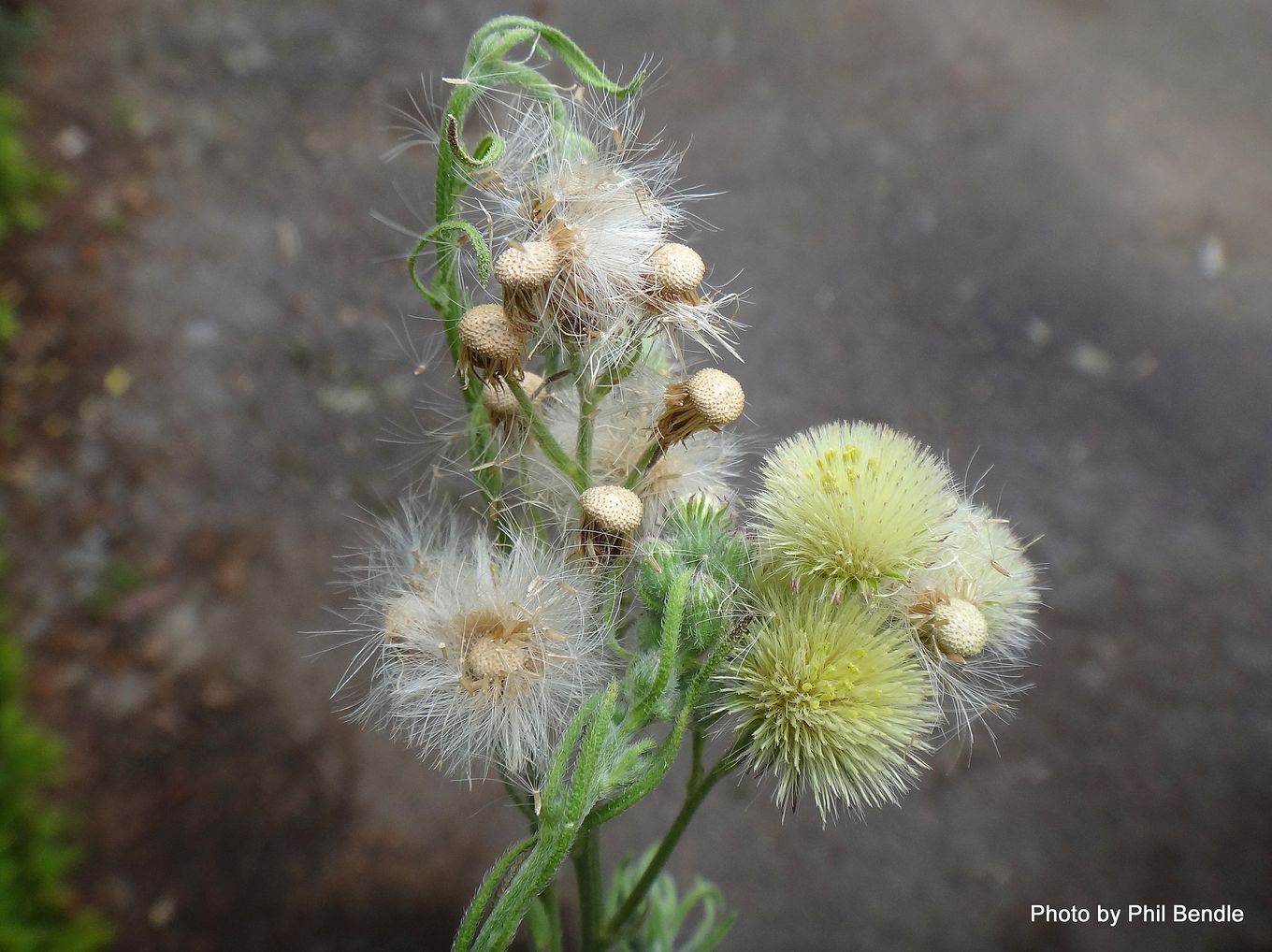Phil Bendle Collection:Conyza bonariensis (Wavy-leaved Fleabane ...