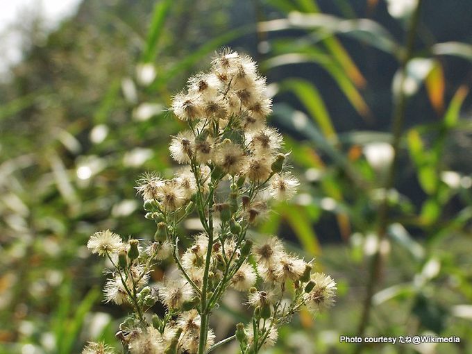 Phil Bendle Collection:Conyza sumatrensis (Broad-leaved fleabane ...