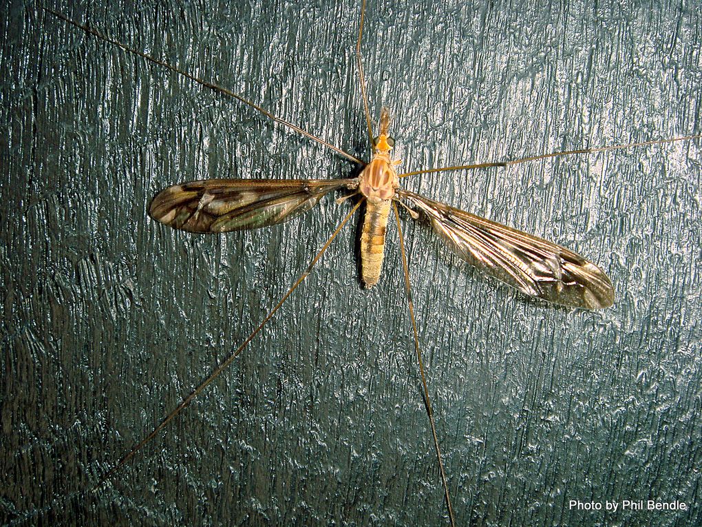 Phil Bendle Collection:Cranefly (Leptotarsus species) - CitSciHub