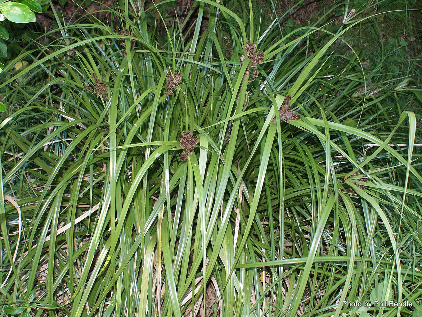 Phil Bendle Collection:Cyperus ustulatus (Giant umbrella sedge) Native ...
